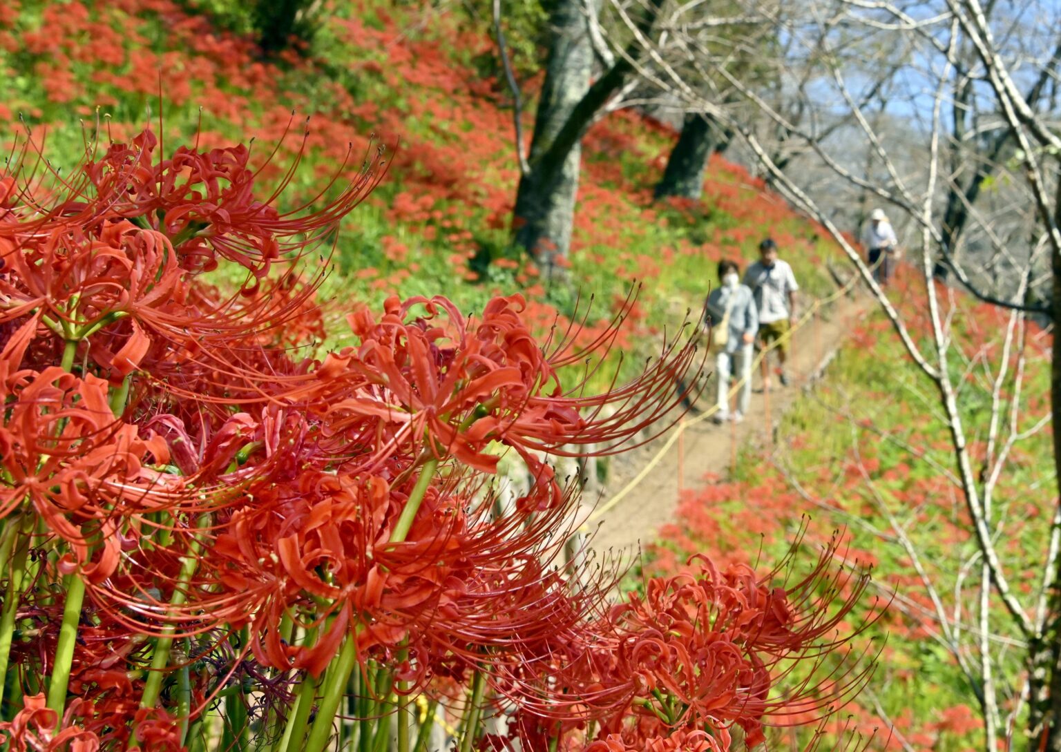 栃木県の今週末のイベント《10月4日～5日》FKD北海道物産展／彼岸花ウィーク／月あかり花回廊 | きたかんナビ